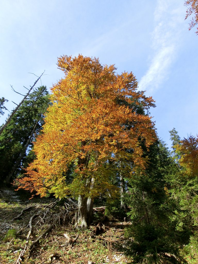Der Baum - Energetik-Berge-Burgstaller