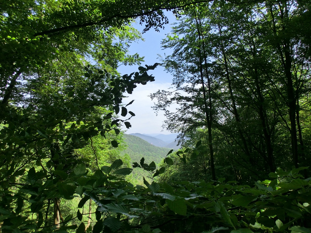 Wunderwelt Wald, eine zauberhafte Begegnung mit Mutter Natur, Teil 2 - Energetik-Berge-Burgstaller