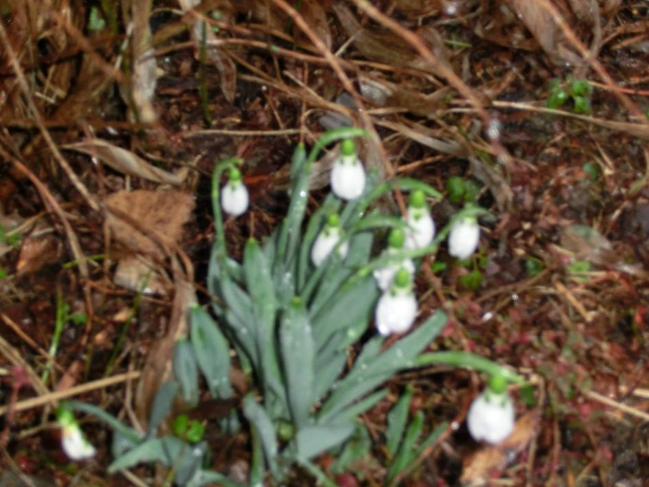 Das Schneeglöckchen - Energetik-Berge-Burgstaller